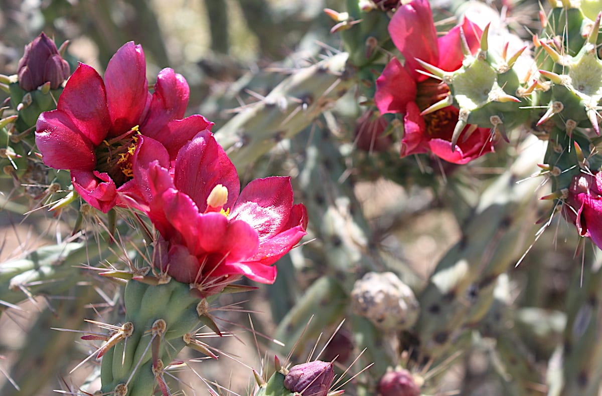 See the Sneaky Cholla That Bit Me and More