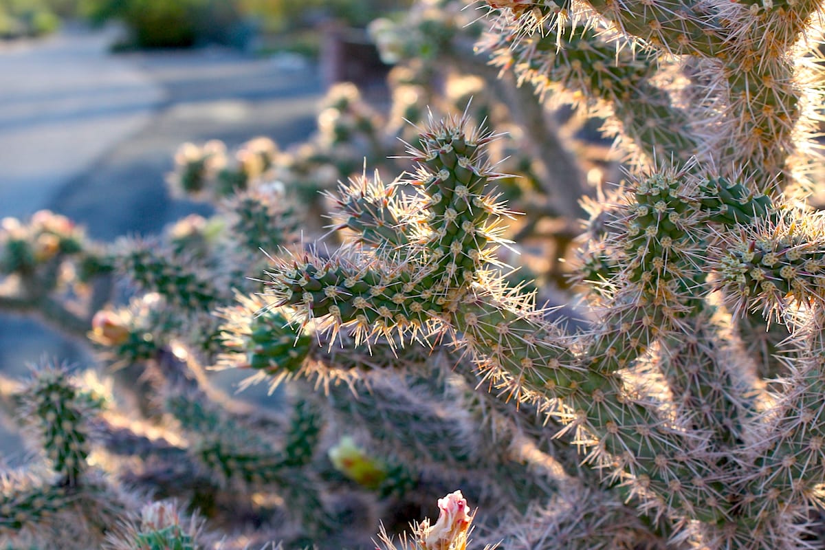See the Sneaky Cholla That Bit Me and More