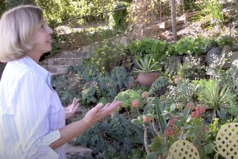 To Tree or Not to Tree? Ask Your Succulents - Debra Lee Baldwin