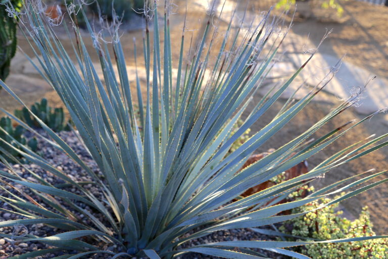 Carolyn's Dragon Tree Garden, Before-and-After - Debra Lee Baldwin