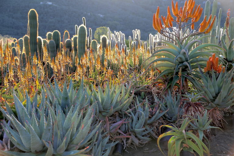 How Succulent Designer Laura Eubanks Does It - Debra Lee Baldwin