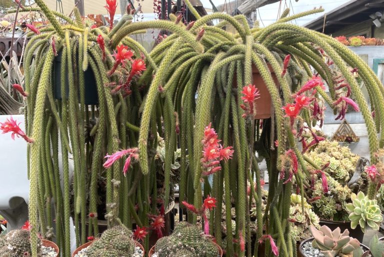 Hanging, Trailing and Vining Succulents - Debra Lee Baldwin