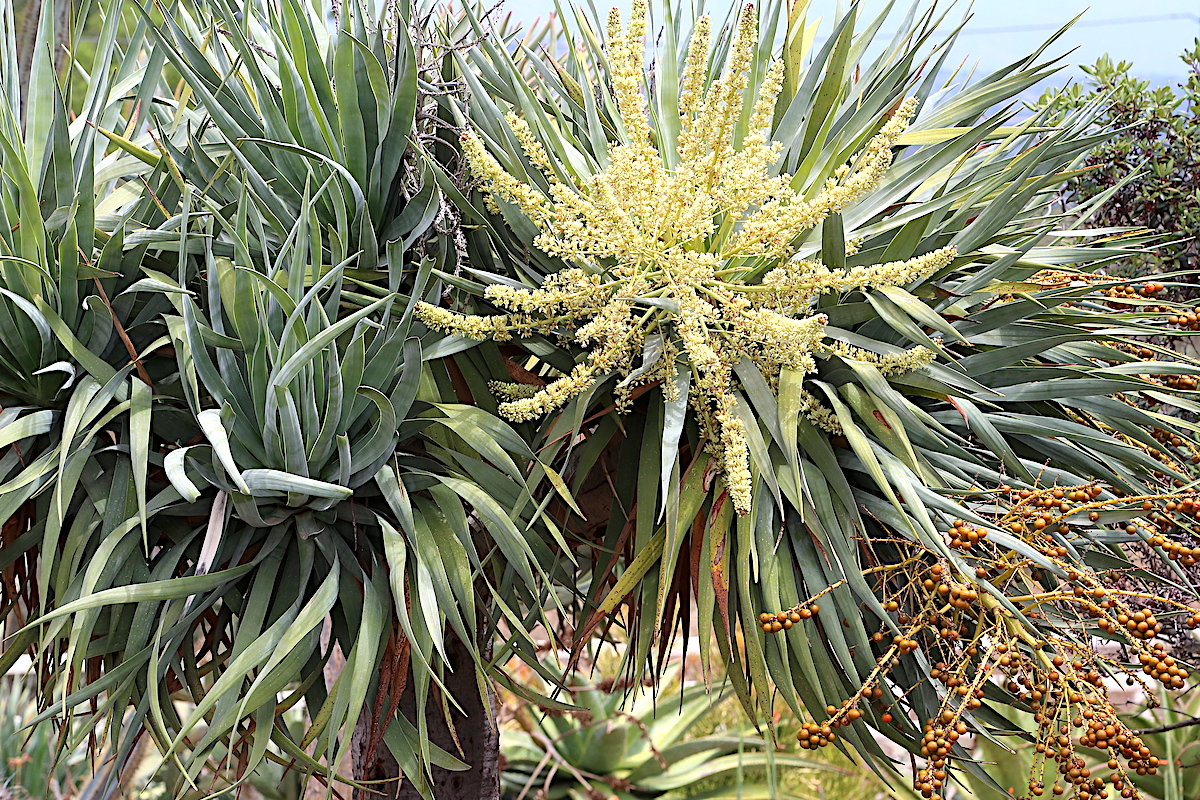 Carolyn's Dragon Tree Garden, Before-and-After - Debra Lee Baldwin