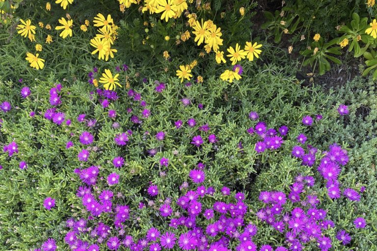 Ice Plant Uses Photos IDs | Succulent Expert Debra Lee Baldwin
