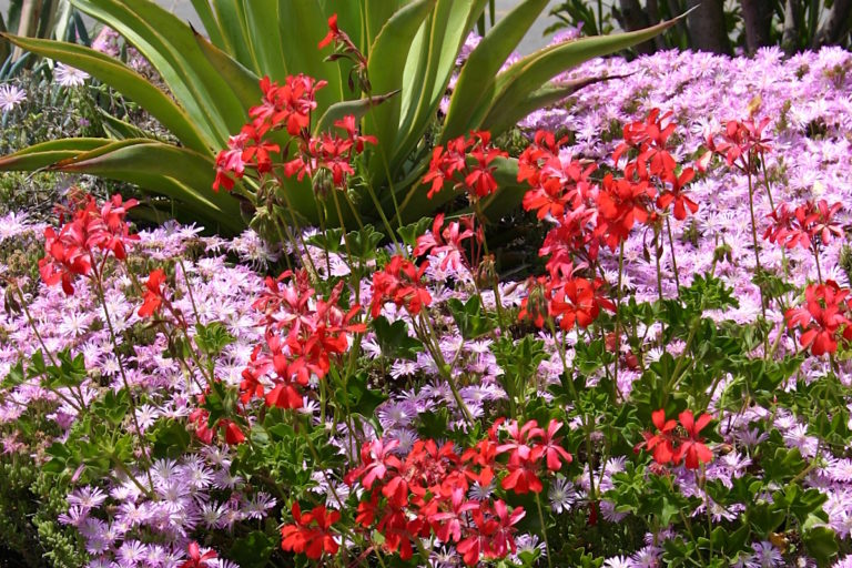 Ice Plant Uses Photos IDs | Succulent Expert Debra Lee Baldwin