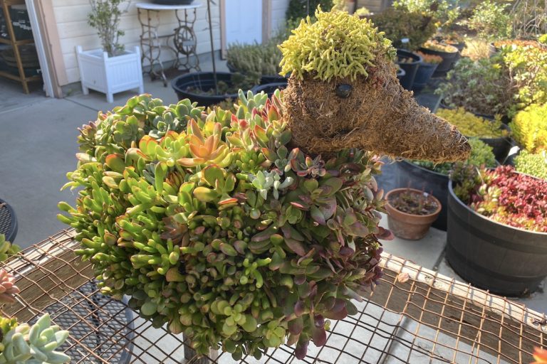 Succulent Topiary Tips, Care and How-To - Debra Lee Baldwin