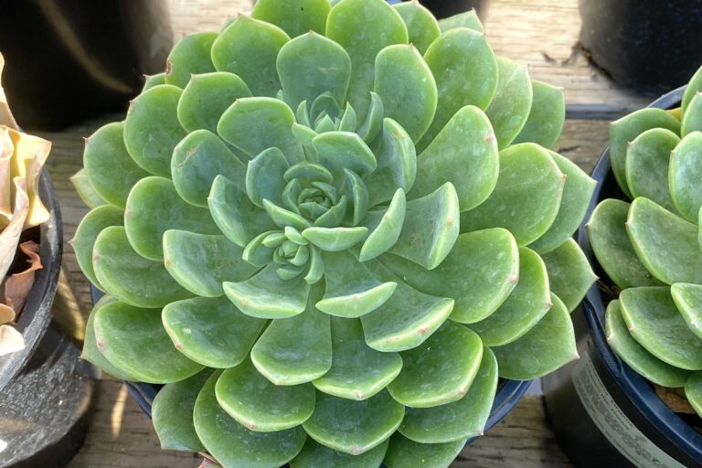Echeveria Bonanza at Oasis - Debra Lee Baldwin