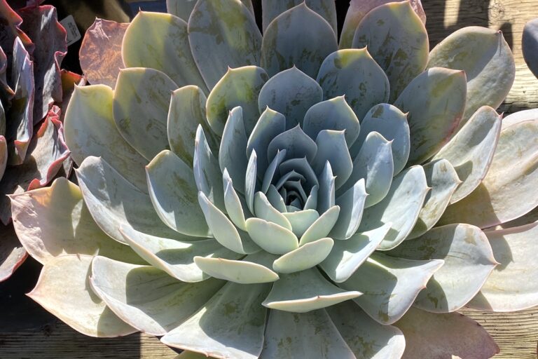 Echeveria Bonanza at Oasis - Debra Lee Baldwin
