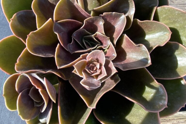 Echeveria Bonanza at Oasis - Debra Lee Baldwin
