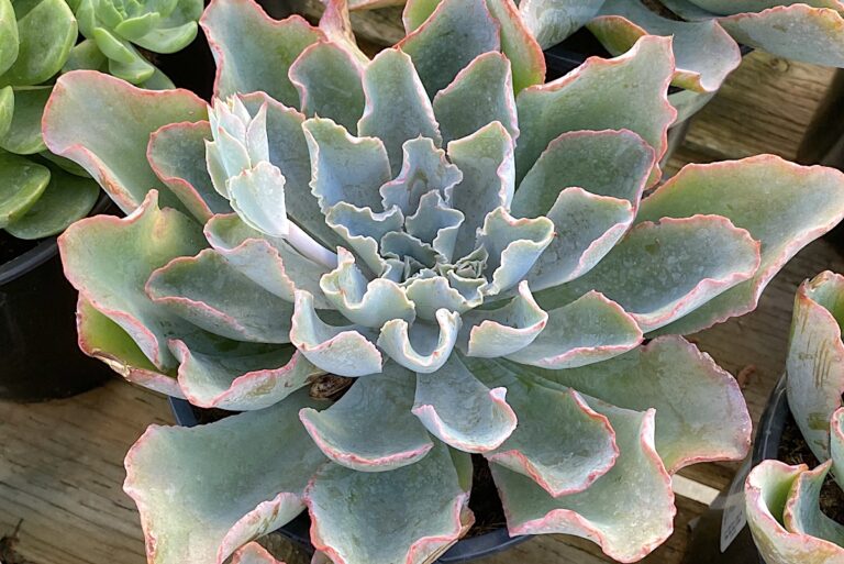 Echeveria Bonanza at Oasis - Debra Lee Baldwin
