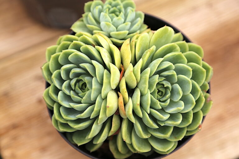 Succulents with Fibonacci Spirals