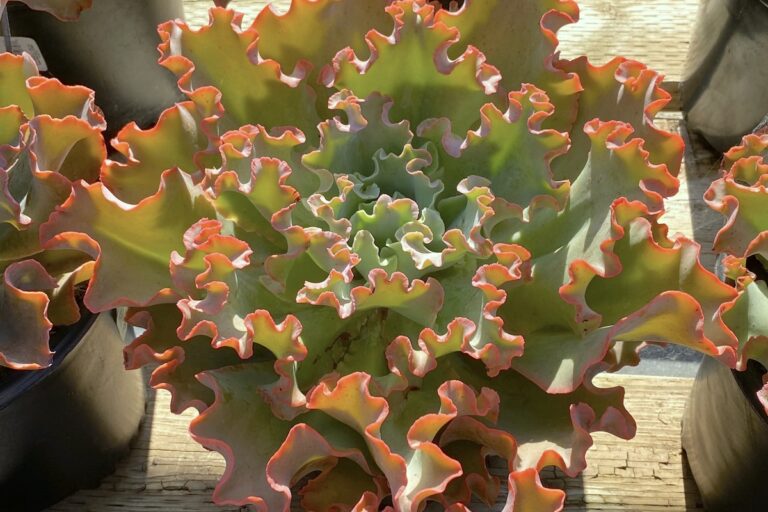 Echeveria Bonanza at Oasis - Debra Lee Baldwin