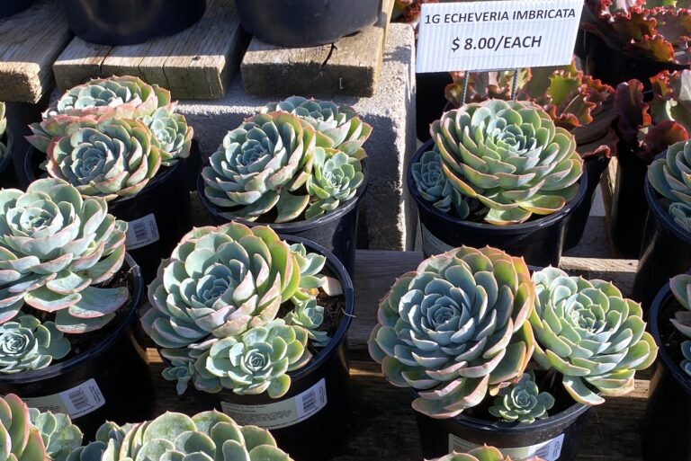 Echeveria Bonanza at Oasis - Debra Lee Baldwin