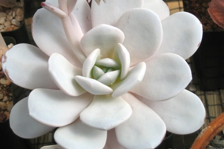 Succulents with Fibonacci Spirals
