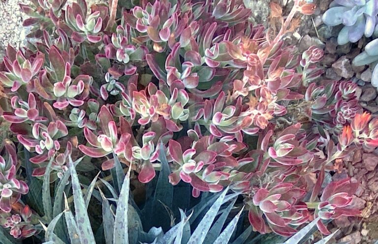 Succulent Slope Before & After - Debra Lee Baldwin