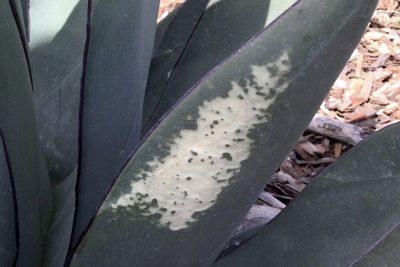 Succulent Plant Pests, Diseases, Problems: Symptoms & Solutions