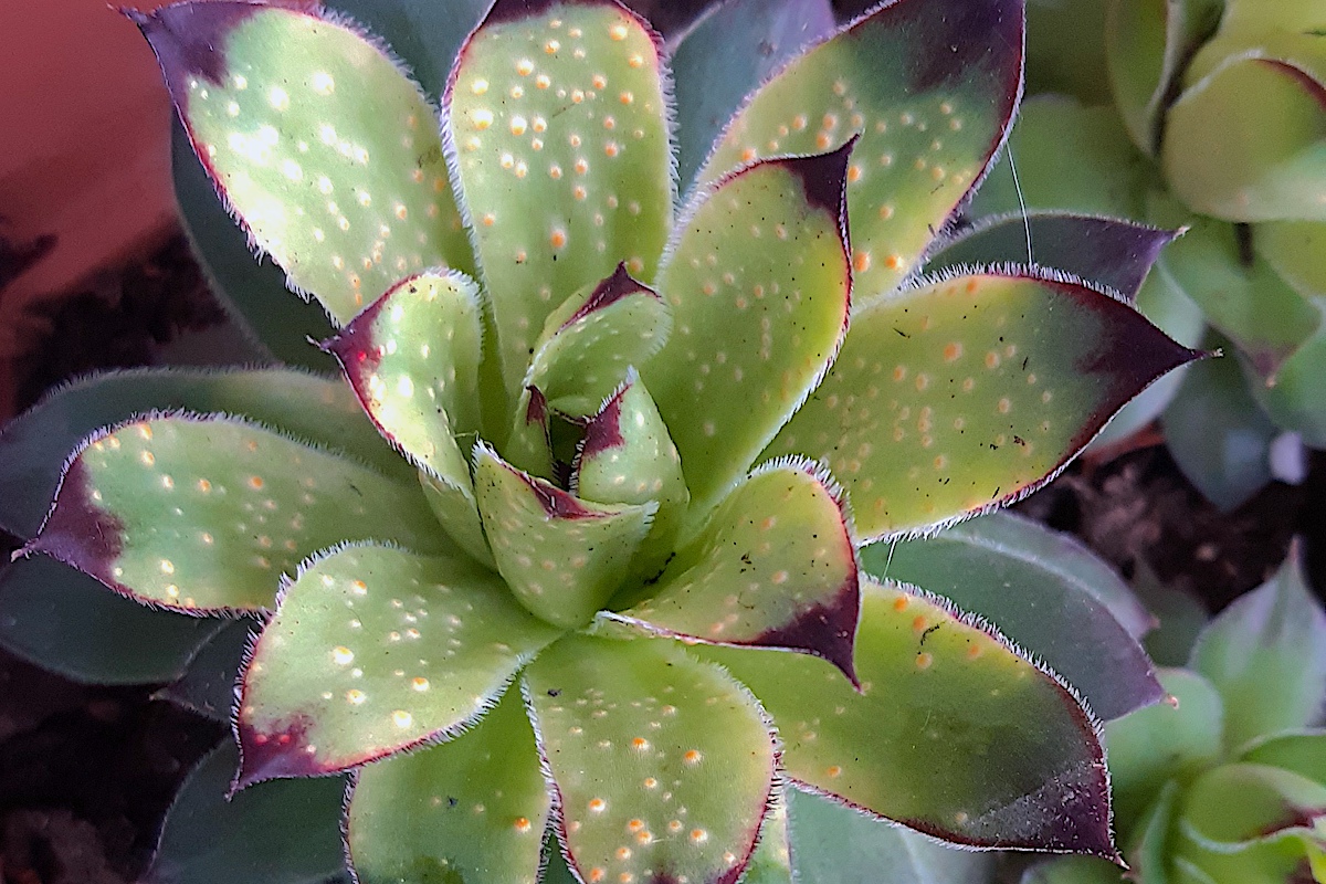Acknowledge This Polka Dot Succulent Pest Top Organic Gardening Acknowledge This Polka Dot Succulent Pest Top Organic Gardening
