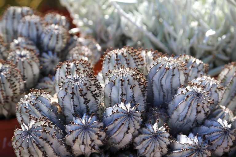 Shade Succulents: 80+ low-water plants for your garden's shady spots