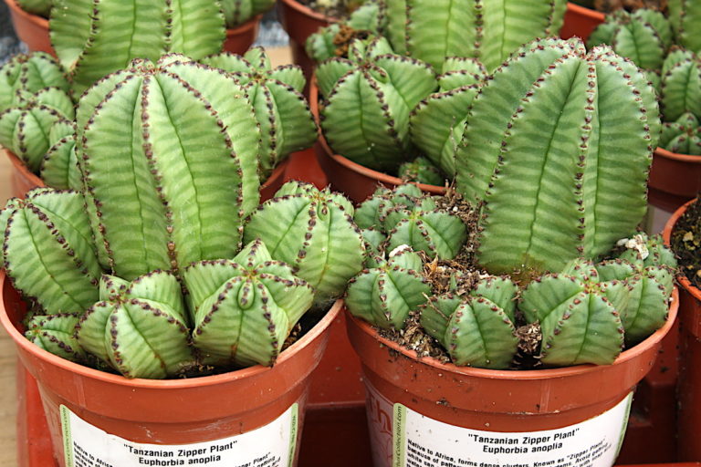 Shade Succulents: 80+ low-water plants for your garden's shady spots