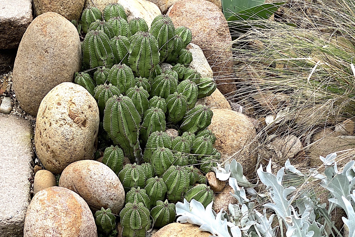 Euphorbia Anoplia Debra Lee Baldwin