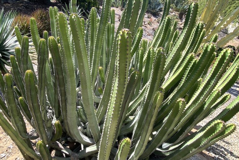 South African Succulents at the Safari Park Garden - Debra Lee Baldwin