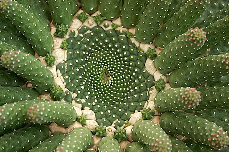 Succulents with Fibonacci Spirals