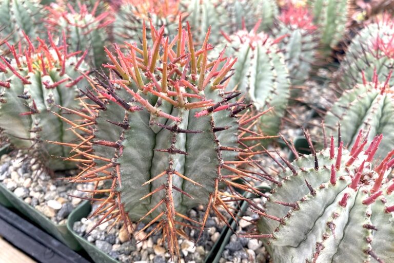 Visit Botanic Wonders & See Al Klein's Succulent Rarities - Debra Lee ...
