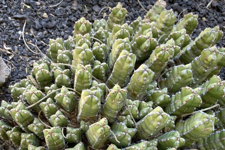 South African Succulents at the Safari Park Garden - Debra Lee Baldwin