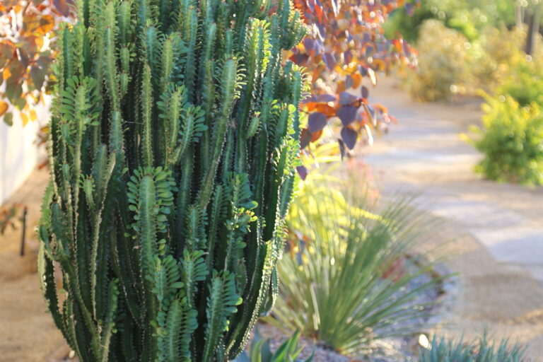 Carolyn's Dragon Tree Garden, Before-and-After - Debra Lee Baldwin
