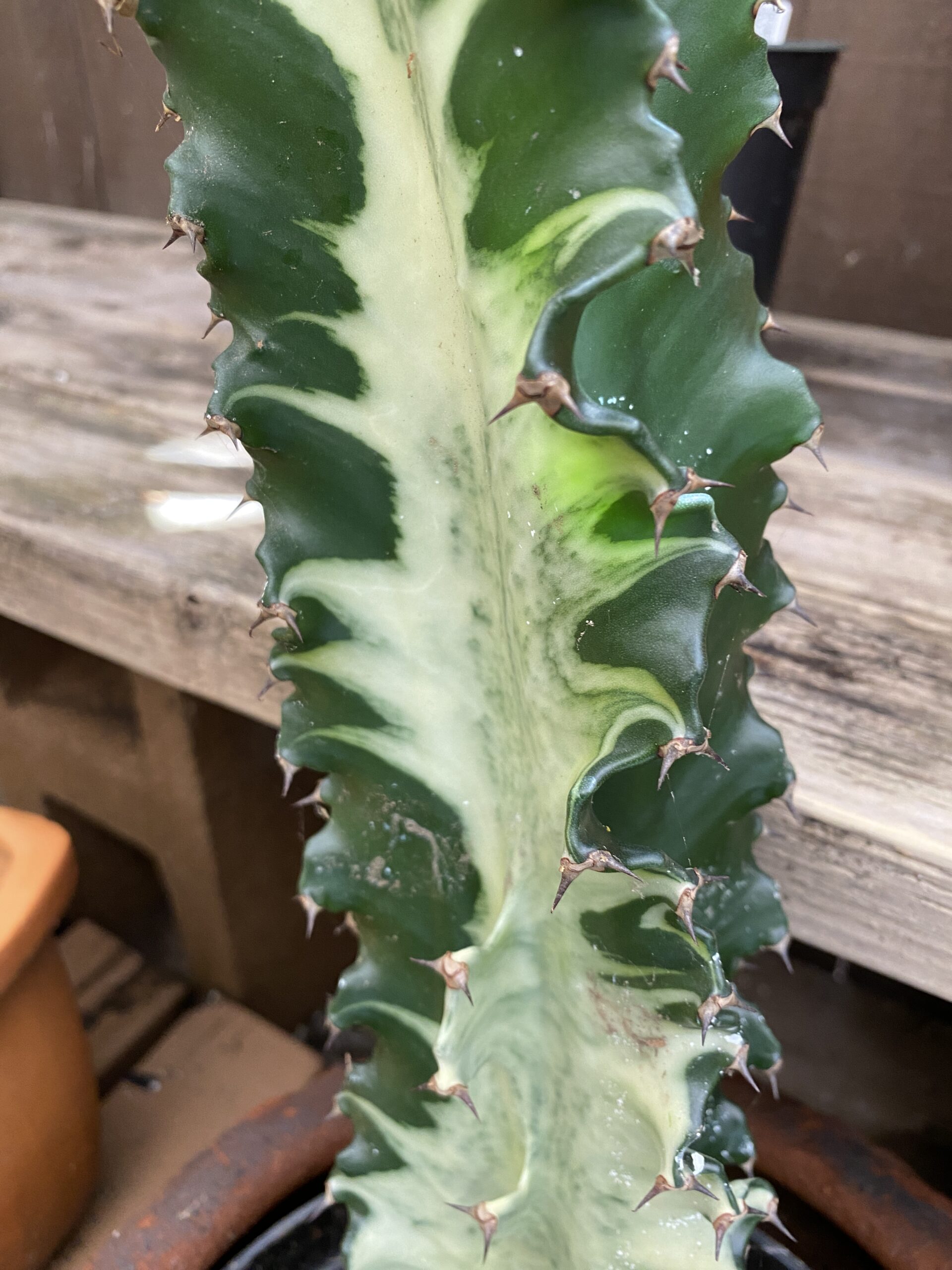 Wanda's Collection of Weird & Wonderful Plants - Debra Lee Baldwin