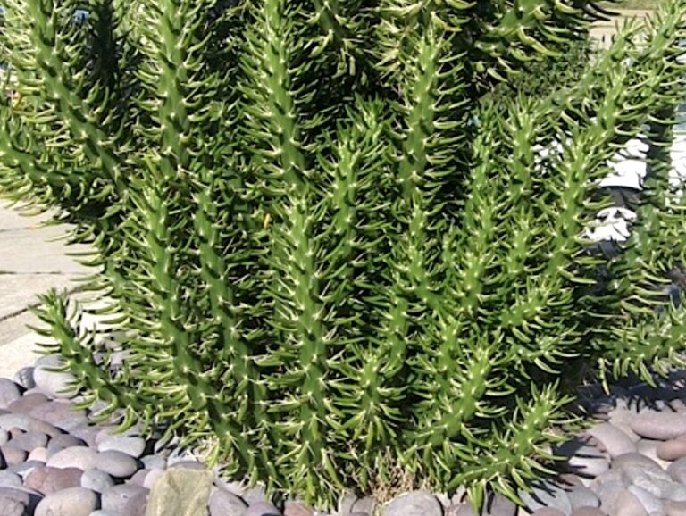 Recognize and Avoid Weedy Succulents - Debra Lee Baldwin