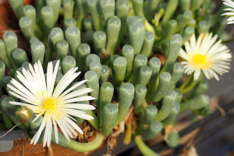 Ice Plant Uses Photos IDs | Succulent Expert Debra Lee Baldwin