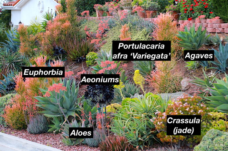Fire-Wise Succulents: Details, Photos (Labelled!) & Varieties | Debra ...
