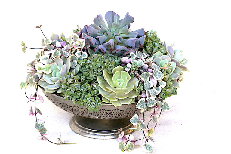 Stunning Succulent Arrangements Online Craftsy Class