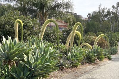 Agave attenuata (Foxtail Agave) Care & Cultivation - Debra Lee Baldwin