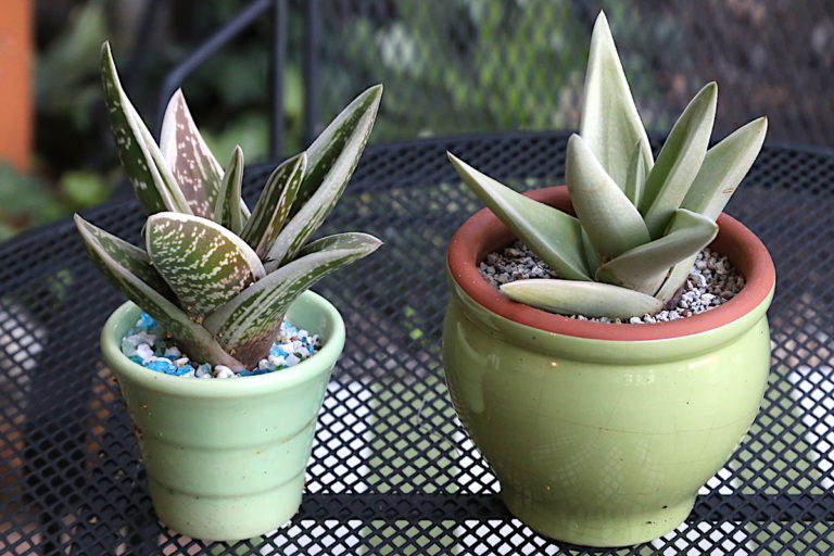 Shade Succulents: 80+ low-water plants for your garden's shady spots