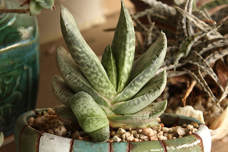 Shade Succulents: 80+ low-water plants for your garden's shady spots
