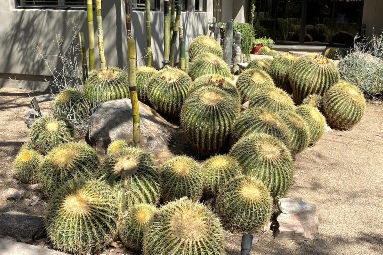 Design Ideas from an Arizona Artist's Garden - Debra Lee Baldwin