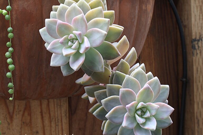 Succulents with Fibonacci Spirals