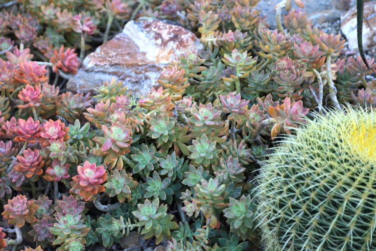 Create a "Flower" Bed with Rosette Succulents - Debra Lee Baldwin
