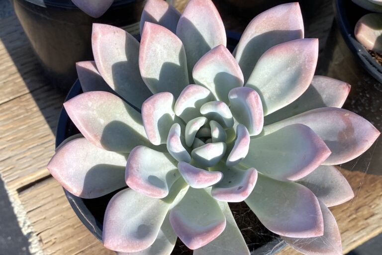 Echeveria Bonanza at Oasis - Debra Lee Baldwin
