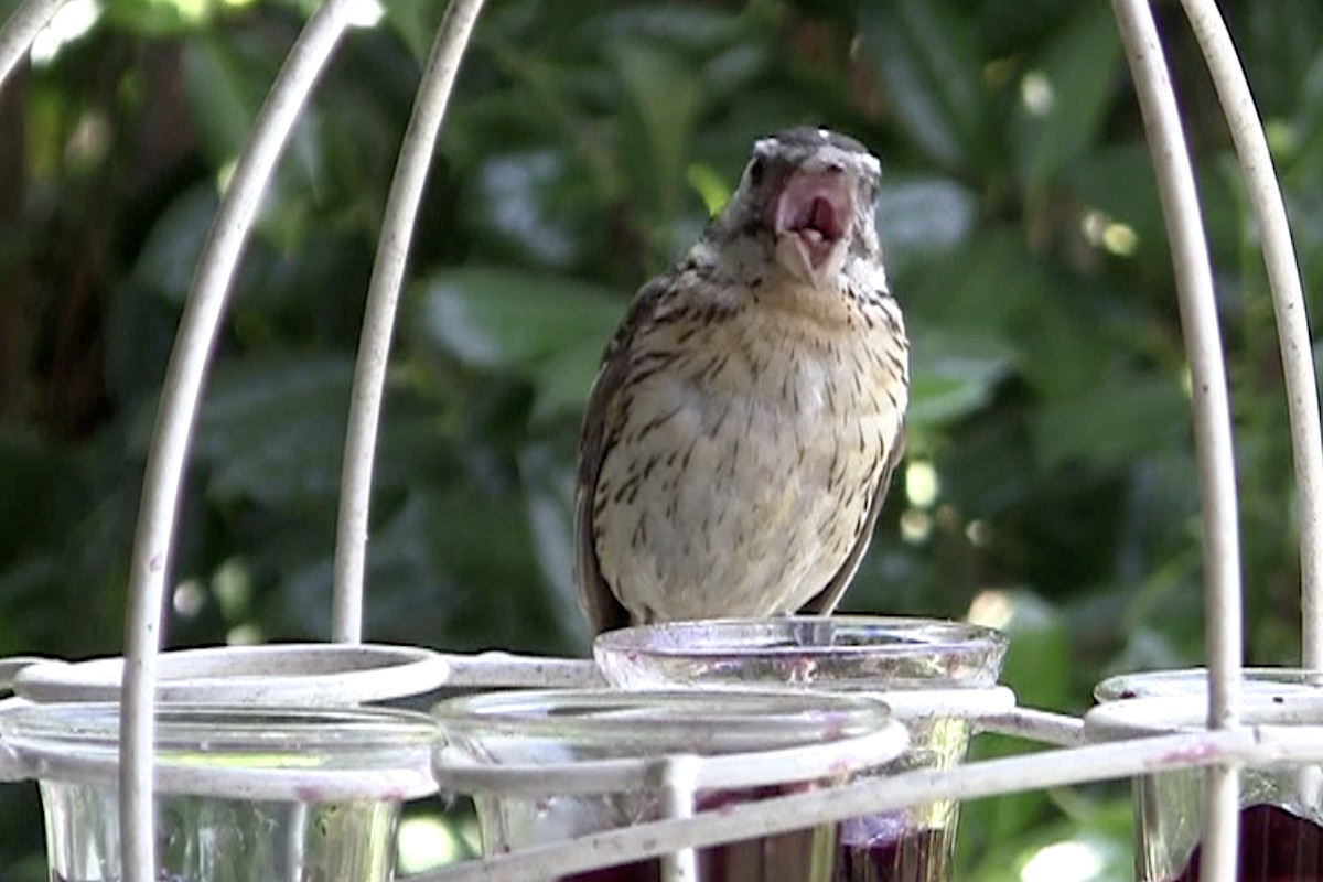 See Baby Birds (Fledglings) at Feeders - Debra Lee Baldwin