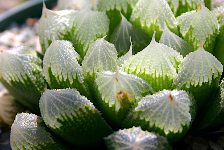 Shade Succulents: 80+ low-water plants for your garden's shady spots