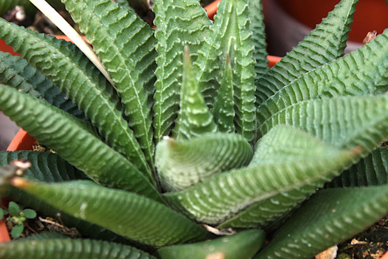 Shade Succulents: 80+ low-water plants for your garden's shady spots