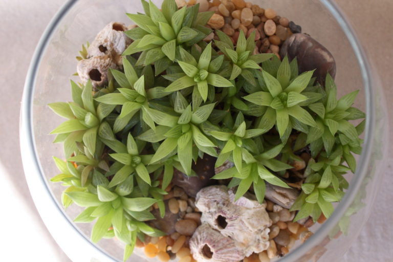 Shade Succulents: 80+ low-water plants for your garden's shady spots