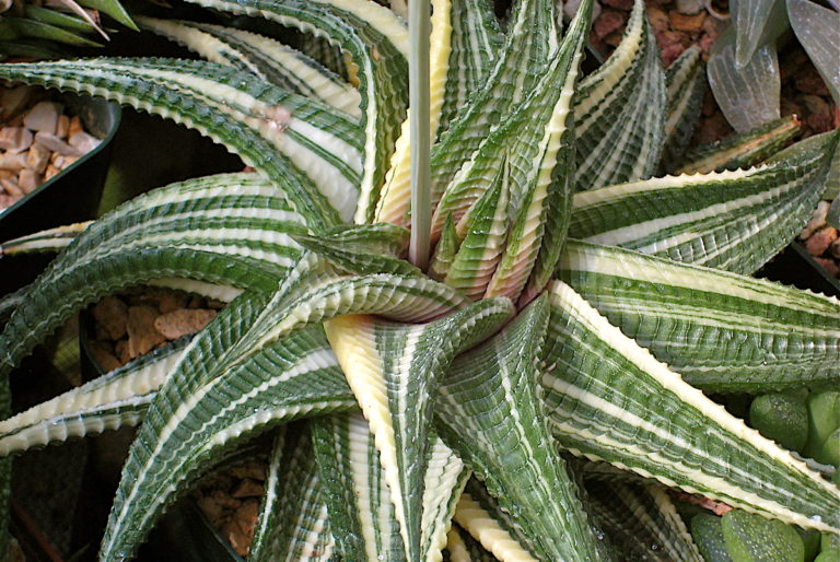 Shade Succulents: 80+ low-water plants for your garden's shady spots