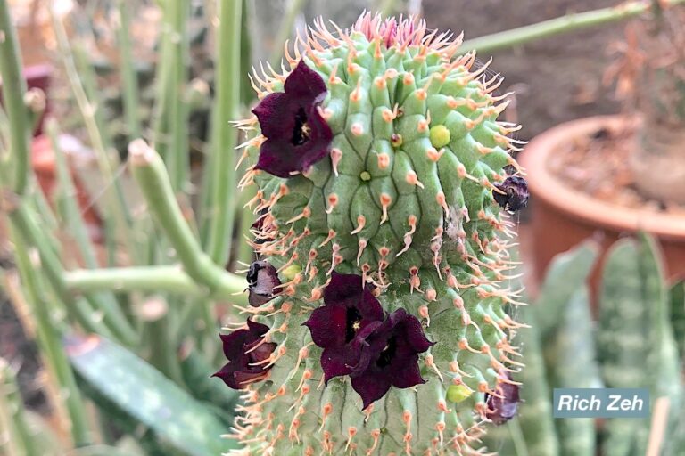 Success with Stapeliads (Carrion Flowers) - Debra Lee Baldwin