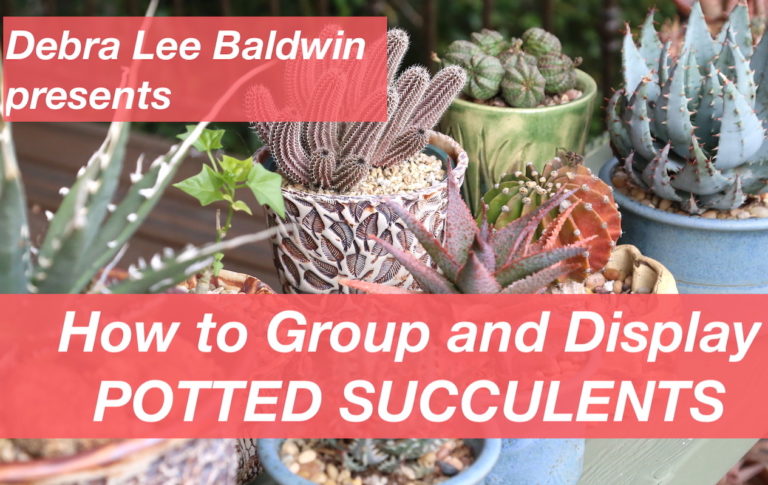 How to Group Potted Succulents - Debra Lee Baldwin