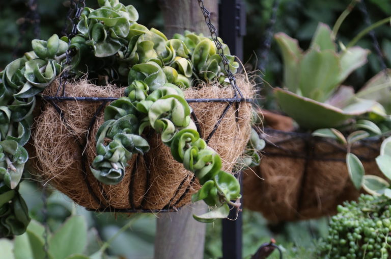 Hanging, Trailing and Vining Succulents - Debra Lee Baldwin