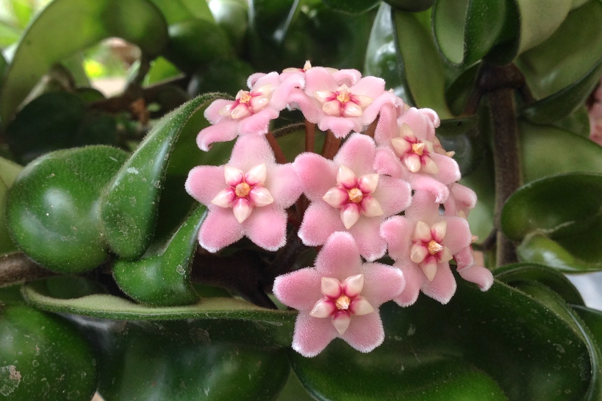 Hoya Carnosa Debra Lee Baldwin
